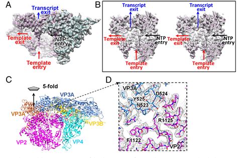 Figure 2 From Structure Of Rna Polymerase Complex And Genome Within A Dsrna Virus Provides