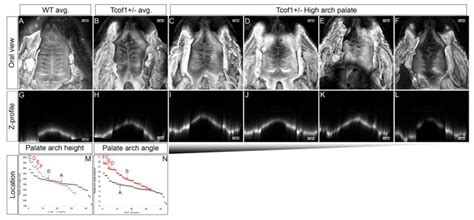 Oral Maximum Intensity Projections Of Dapi Stained Confocal Z Stacks Of