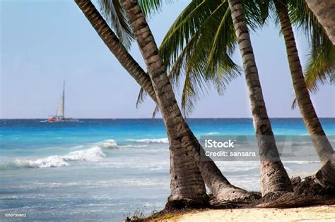 Saona 섬 해변입니다 도미니카 공화국 0명에 대한 스톡 사진 및 기타 이미지 0명 경관 관광 Istock