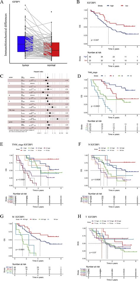 P7006 M6a Reader Igf2bp1 High Protein Expression Level Indicates A