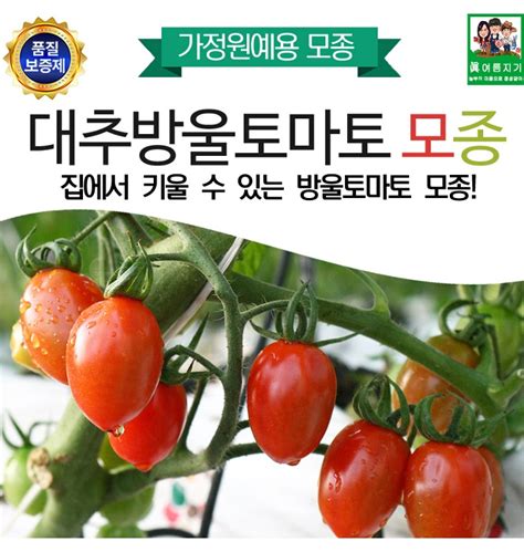 집에서 키울수 있는 대추방울토마토모종 40주 티몬