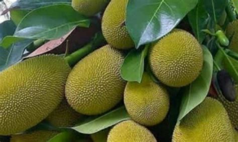 Cara Menanam Jeruk Nipis Di Pot Agar Cepat Berbuah