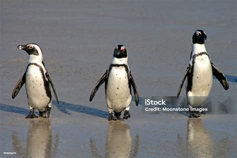 아프리카 펭귄 볼더 플라주 케이프타운 남아프리카 공화국 볼더 해변 서부 케이프 주에 대한 스톡 사진 및 기타 이미지 볼더