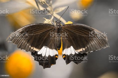제비 Polytes 일반적인 모르몬 교도 나비 0명에 대한 스톡 사진 및 기타 이미지 0명 경외감 계절 Istock