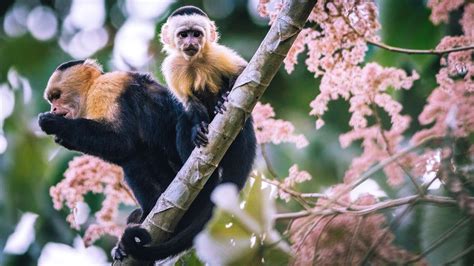 Panama Wildlife Discovery Central America Vacation