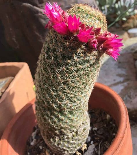 Mammillaria matudae - Characteristics and Care | Succulent Alley