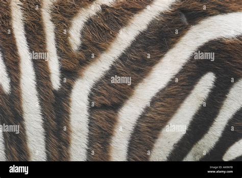 markings on a zebra Stock Photo - Alamy