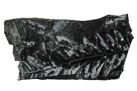 28 Fossil Seed Fern Alethopteris Plate Pennsylvania 280717 For