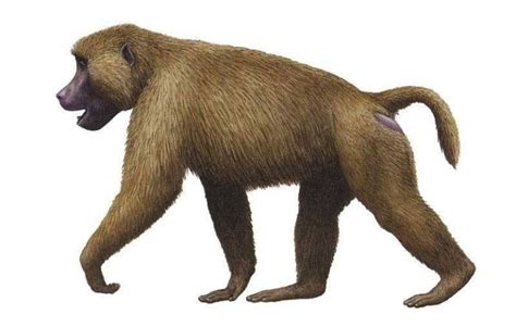 Theropithecus Darti Dinopedia Fandom