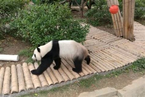 柳州动物园有熊猫吗 大熊猫叫什么名字 旅泊网