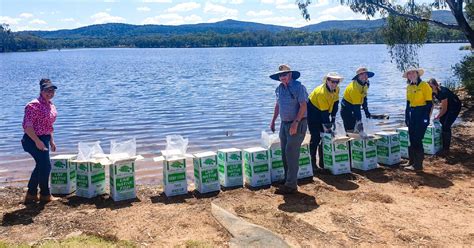 20000 Fingerlings Released Into Lake Endeavour Central Western Daily