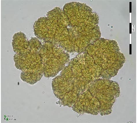 Botryococcus Neglectus Galerie