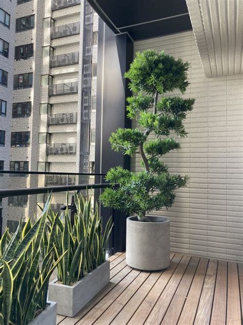【抗風又好養9種陽台大植栽推薦，陽台想種棵樹再也不是夢！】
