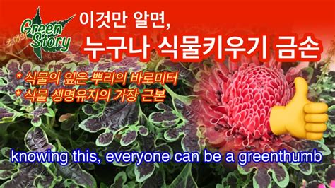 이것만 알면 누구나 식물키우기 금손 식물의 뿌리가 물을 잘 흡수하고 있느냐 를 체크하는게 가장 중요 식물초보 Youtube