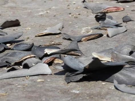 Policía Y Sunat Incautan Más De 3 Mil Aletas De Tiburón Que Llevaban