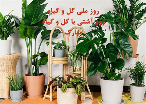 ایده های جذاب برای مراقبت از گل و گیاه مجموعه گل و گیاه نادی