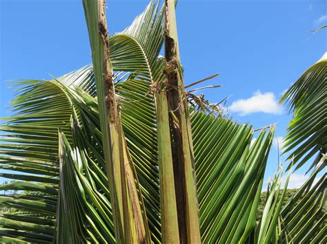 Coconut Diseases And Pests Description Uses Propagation