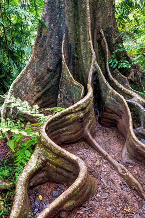 These Are Called Buttress Roots Rpics