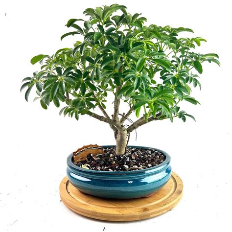 Schefflera Dwarf Bonsai Tree Arboricola Luseane In 10 Ceramic Pot