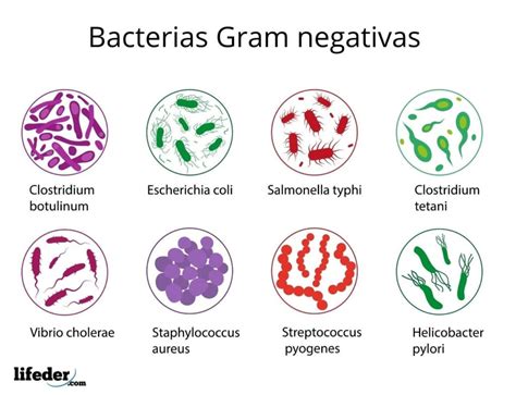 Leer Alfabeto Quinto Que Son Bacterias Gram Positivas Y Negativas The