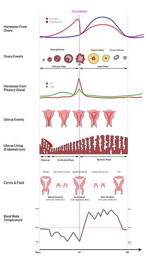 Ovulation Chart Download