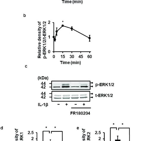 Il 1β Induced Erk12 Phosphorylation And Its Inhibition By An Erk12