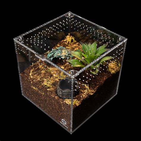 6 Tarantula Cube Tarantula Cribs