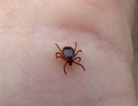 It S Tick Season No Ticks Allowed Girl Camper