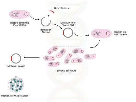 Genetic Engineering Examples Drawing At Jenenge Blog