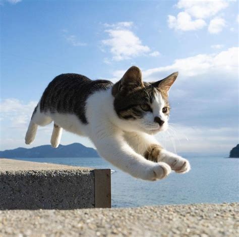 Tobineko 0 On Instagram I 2025