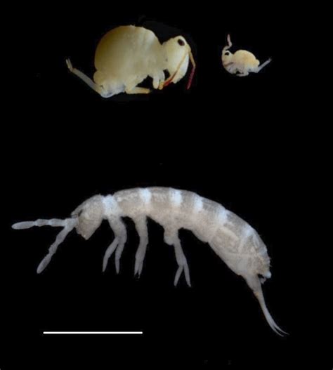 Dont Sweat The Small Stuff Low Dna Input Workflow Enables Sequencing Of The Smallest Species