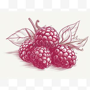 矢量图的覆盆子素材图片免费下载 千库网