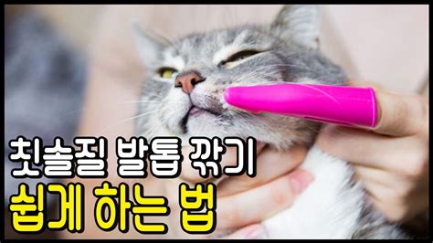 고양이 치솔질과 발톱깍는 쉬운요령 YouTube