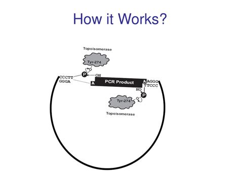 Ppt Cloning Vector Map Powerpoint Presentation Free Download Id 827912