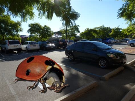 Ladybug Car Park Visual Art Montage Ladybug