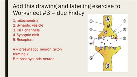 The Anatomy Of Synapse Worksheets Answers Printable Worksheets