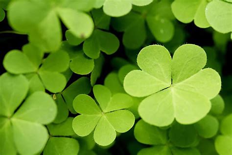Make The Luck You Need To Succeed In Business