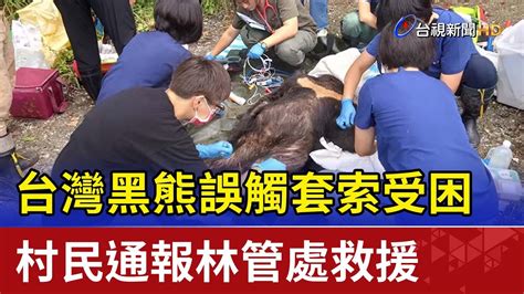 台灣黑熊誤觸套索受困 村民通報林管處救援 Youtube