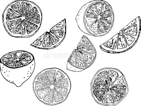 Vector Sketch Citrus Fruit Set Hand Drawn Botanical Illustrations Of