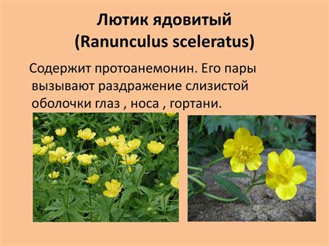 Ядовитые растения Нижегородской области презентация онлайн