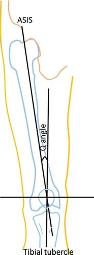 Le Rom And Muscle Length Test Norms Flashcards Quizlet