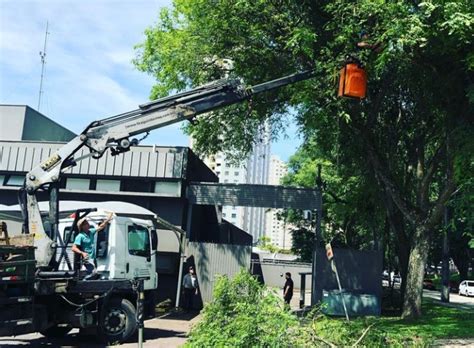 Ambient Podas Poda De Árvore Em Curitiba Autorização Da Prefeitura