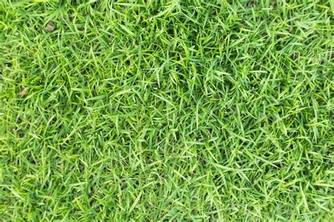 Premium Photo Grass Texture Or Grass Background For Golf Course