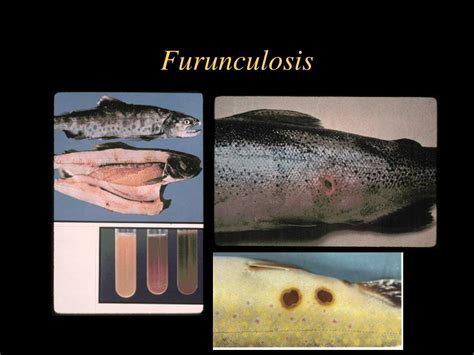 Ppt Bacterial Diseases Of Fish 2 Powerpoint Presentation Free