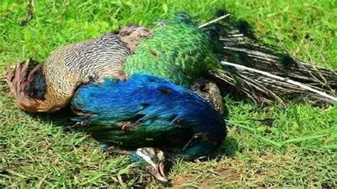 40 Peacock Found Dead In Last 4 Days Suspect Of Poison Morena Ngmp