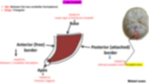 Solution Summary Of Anatomy Of Menengitis Studypool