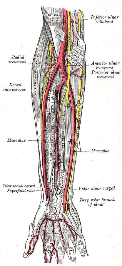 Palmar Metacarpal Arteries Alchetron The Free Social Encyclopedia