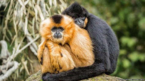 Singing Animals Gibbons Found To Sing Together In A Similar Rhythm To