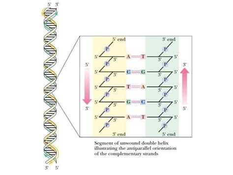 Dna Tertiary Structure 2022pdf