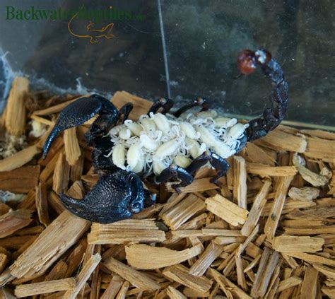 What Do Baby Scorpions Eat Classified Mom
